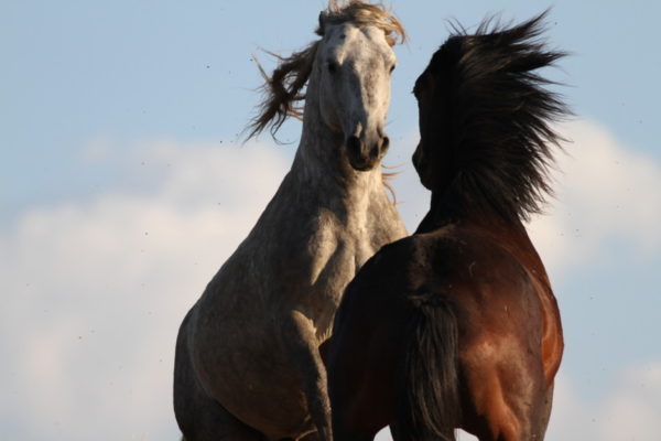 A Nature Based Approach to Leading Change in an Unpredictable World ...